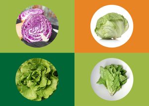 Tipos de alface: Conheça os mais populares e como plantá-los - Pinhos ...