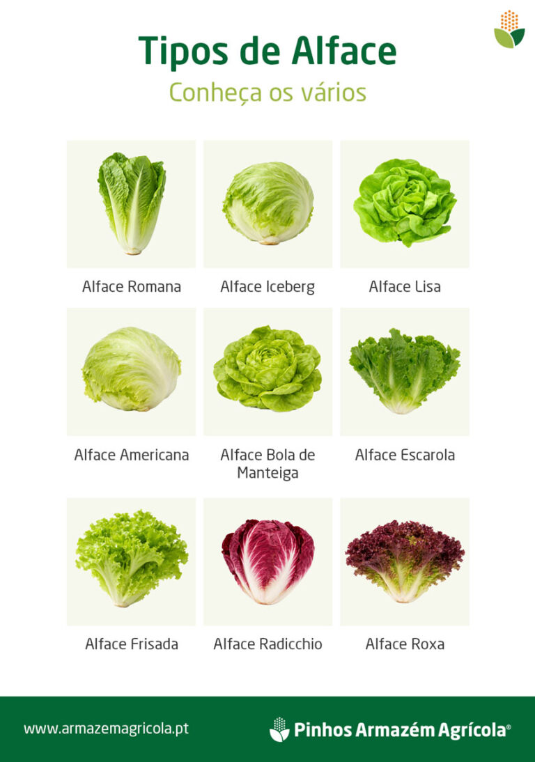 Tipos de alface: Conheça os mais populares e como plantá-los - Pinhos ...