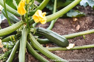 Plantar Curgete: O que precisa saber - Pinhos Armazém Agrícola