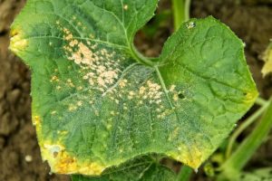 O que é o Míldio: Prevenir e tratar - Pinhos Armazém Agrícola